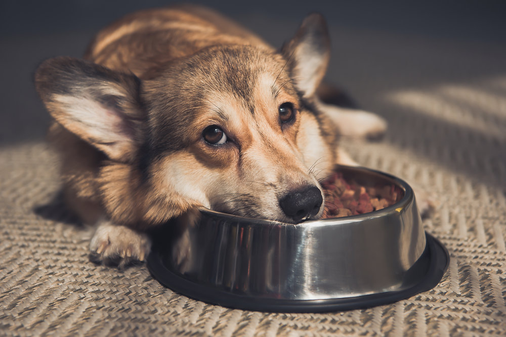 5 Sinais de Problemas Digestivos no Seu Cão (e Como a Nutrição Pode ...